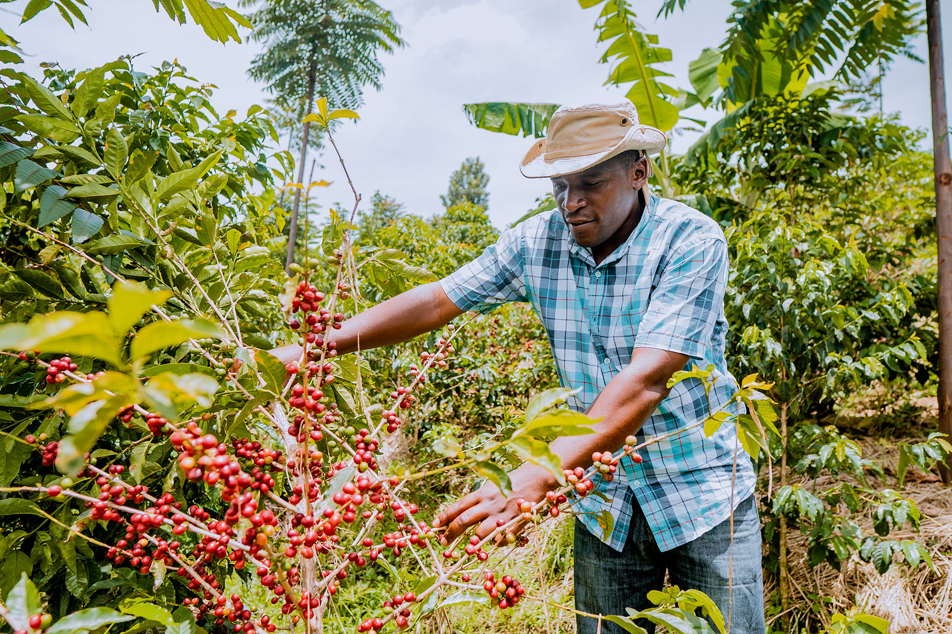 Ikawa Nziza Cyane: Inside Rwanda's Groundbreaking Coffee Quality ...